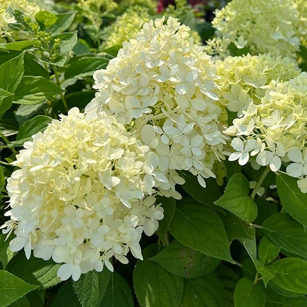★この商品は苗木です★ノリウツギはアジサイの1種、日本原産の初夏の花です。ライムライトは長さ20〜30cm、幅20cmの巨大な円錐状の花穂全体が装飾花で、とても美しい園芸品種です。はじめはライムがかった花房が、次第に白く輝くような色合いに変...