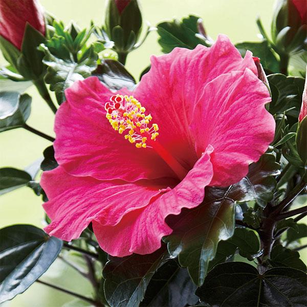 ロングライフはとても花持ちが良く多花性のコンパクトタイプのハイビスカスです。まとまりのよい株姿で、花芽が一度にたくさん上がり、次々に花が楽しめます。樹高わずか15cmくらいの苗木サイズから花が咲き始めます。最大の特徴は1輪の花の開花期間が長...