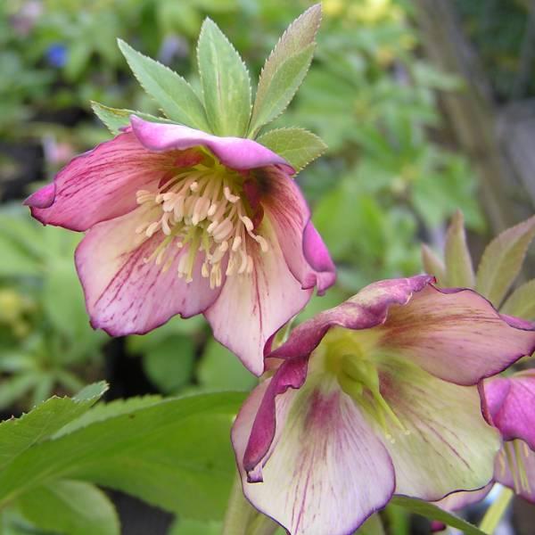 プチドール彩（あや）は、横山氏交配のデュメトルム交配系品種。弁先のフリルと赤く色づくネクタリーが特徴。ベインがくっきり入り、小輪でありながらも存在感があります。※詳しい商品説明は下のほうに記載があります