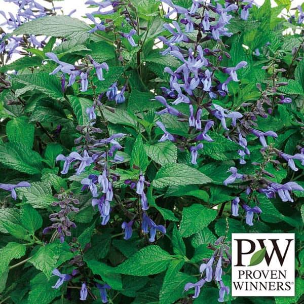 強くて生育旺盛なハイブリッドサルビアです。晩春から夏、秋ずっと、霜が降りる頃まで咲き続ける開花期間が抜群に長い品種です。種がつかないからぐんぐん育ちます。セルフクリーニング（咲き終わった花が自然に落ちる）なのでお手入れも簡単です。枝が強く、...