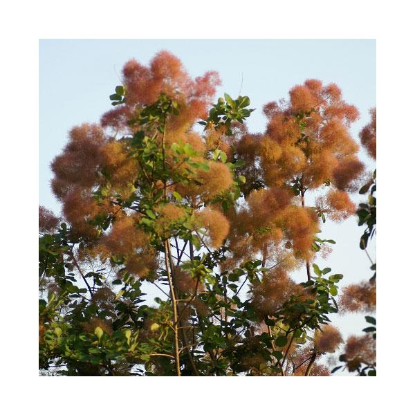 バイカラーは緑葉で紫がかったピンク花品種で、一株の中で花の時期が少しずれて咲く傾向があり、異なる開花の進み具合の花が同時に見られるため、微妙に花色が変わっているように見えます。樹勢が強く、大型・大輪となり、切花やドライフラワーとしても利用で...