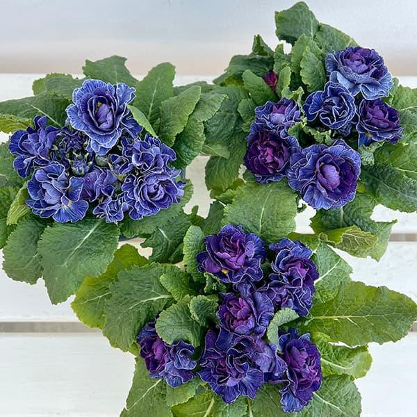 NHK趣味の園芸26年2月号掲載 見るものを魅了する華やかな完全八重咲き！ヨーロッパで大人気の最新プリムラ　耐寒性に優れ強健です。イングランドの育種家デビッド・カーリーによって作出された、完全八重咲きのプリムラ、ベラリーナシリーズ。こんもり...