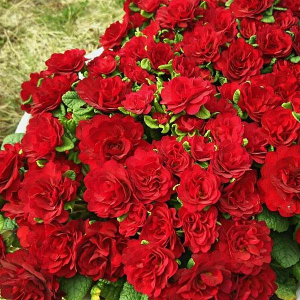 NHK趣味の園芸26年2月号掲載 見るものを魅了する華やかな完全八重咲き！ヨーロッパで大人気の最新プリムラ　耐寒性に優れ強健です。イングランドの育種家デビッド・カーリーによって作出された、完全八重咲きのプリムラ、ベラリーナシリーズ。こんもり...