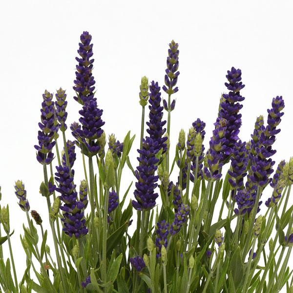 ブルースピアは太く長くボリュームのある花穂をたくさん立ち上げる、多花性のイングリッシュ系ラベンダーです。マイナス20度程度まで耐えられる耐寒性の高い品種なので、ガーデン素材にも最適です。人目を惹く景観づくりにおすすめです。株姿もこんもりとま...
