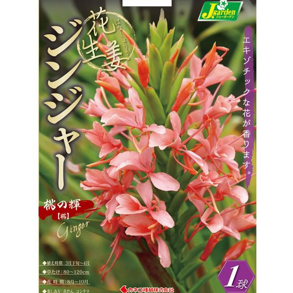 甘い香りと蝶のような花姿で、夏の花壇を南国風に演出してくれます。別名「バタフライリリー」。どこでも育てられますが、湿り気の多い砂地を好みます。耐寒性がありますので、植えたままで数年は楽しめます。株元が混み合ってきたら秋または春先に株分けして...