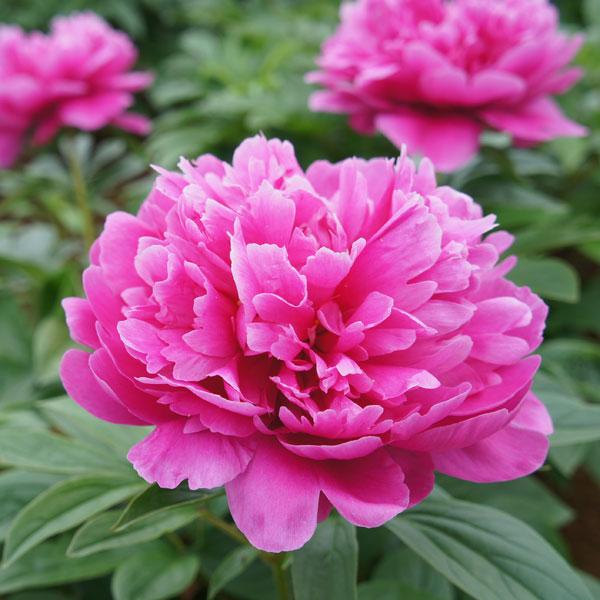 ★入荷から日数が経ったためセール価格となりました。商品の状態は画像と異なる場合があります。★夕映えは、早生タイプで濃桃色の花。大輪の万重咲き。性質も強健で育てやすい品種です。栽培は庭植えが最適で、毎年株が大きくなって花数が増えていきます。鉢...