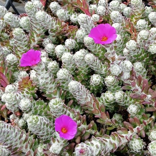 ウェルデルマニーはブラジル原産の多肉植物の仲間で、時期により緑の細めの茎が白い毛で覆われる姿がユニークなポーチュラカの仲間です。桃紫色花はまさにポーチュラカそのもの。開花時期は主に5〜10月で繰り返し花を咲かせます。種小名のウェルデルマニー...