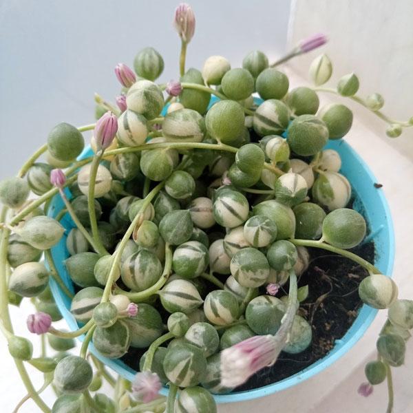 斑入りタイプのグリーンネックレス。マーブル模様のような斑がとてもきれいです。一般的な緑タイプよりも生育が遅いです。グリーンネックレスは、「緑の鈴」とも呼ばれ、ナミビア原産のキク科セネキオ属のロウリーアヌスという品種です。いたって強健で乾燥に...