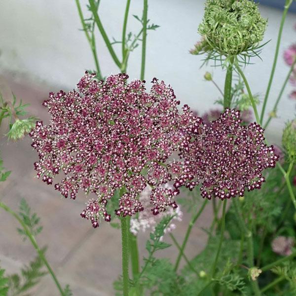 切り花で大人気！シックな色合いのブラックレースフラワー ダウカス・ダーラはシックな赤黒色〜ダークピンク色のレースフラワー。ブラックレースフラワーとも呼ばれ、フラワーアレンジメントで大人気の品種です。すらりと伸びた茎の先に、細かな花が集まって...