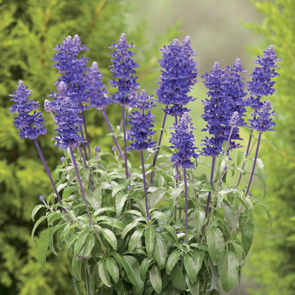 高さのある寄せ植え素材として人気！ブルーサルビア・ファリナセア 花壇に人気のブルーサルビア。密に葉が茂りさわやかな色の花穂を立ち上げます。アトランティックシリーズは栄養系ですので株や花の揃いがよく従来品種にはない花色で花壇植えの群植や高さの...