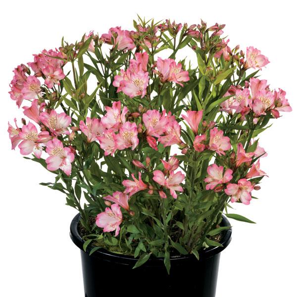 強健でガーデニングに向く画期的なアルストロメリアです。サマーブレイクは、これまでにない強い耐暑性を持つアルストロメリア。開花期間が長く、春〜秋まで楽しめます。庭植えやコンテナ植えにおすすめです。今まで難しかった平地での栽培でもうまく育ち、営...