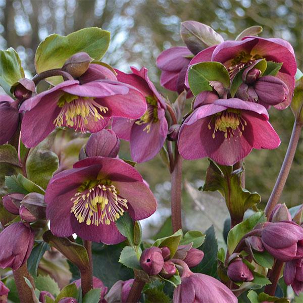 氷の薔薇シリーズは、ドイツ・ホイガー社育成のクリスマスローズ。種子ができる可能性が低いニゲル交配種で、このシリーズは、奇跡的な交配より生まれた種子から選抜された品種です。従来のクリスマスローズでは考えられない茎の太さや花弁の厚み、強健さ、ニ...