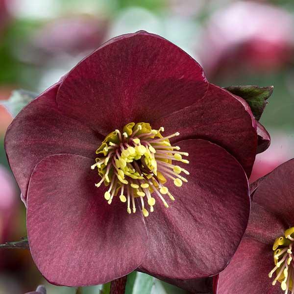 氷の薔薇シリーズは、ドイツ・ホイガー社育成のクリスマスローズ。種子ができる可能性が低いニゲル交配種で、このシリーズは、奇跡的な交配より生まれた種子から選抜された品種です。従来のクリスマスローズでは考えられない茎の太さや花弁の厚み、強健さ、ニ...