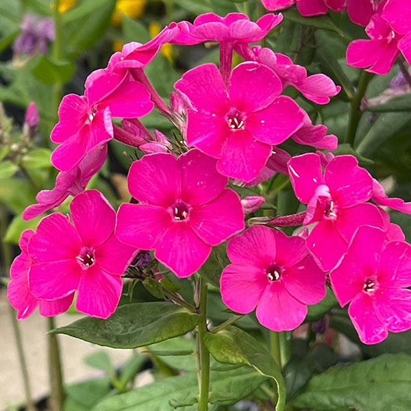 草丈がコンパクトでボリューム満点の花を咲かせる品種・夏花壇に最適！ ★入荷から日数が経ったためセール価格となりました。商品の状態は画像と異なる場合があります。★花壇にぴったりのフロックス。初夏から夏に明るい色の花を咲かせます。バラ、シャクヤ...
