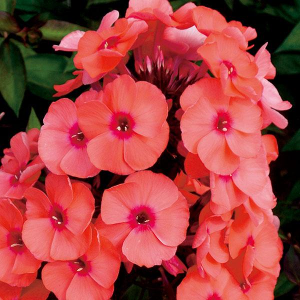草丈がコンパクトでボリューム満点の花を咲かせる品種・夏花壇に最適！ ★入荷から日数が経ったためセール価格となりました。商品の状態は画像と異なる場合があります。★花壇にぴったりのフロックス。初夏から夏に明るい色の花を咲かせます。バラ、シャクヤ...