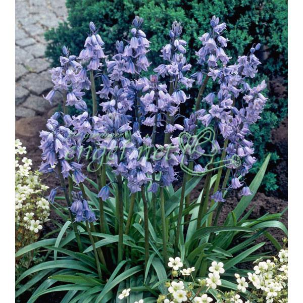 放任栽培で毎年咲く球根植物 球根から育てるつりがね草（シラーカンパニュラータ=ヒヤシンスオイデス）です。パステルカラーの花房が春を彩ります。耐寒性があり、とても丈夫で、どんな花とも合いますので、寄せ植えや切花に最適です。※詳しい商品説明は下...