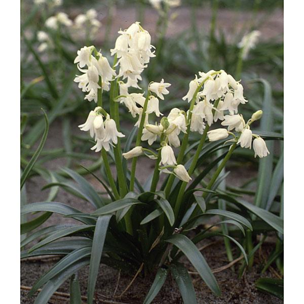 放任栽培で毎年咲く球根植物 球根から育てるつりがね草（シラーカンパニュラータ=ヒヤシンスオイデス）です。パステルカラーの花房が春を彩ります。耐寒性があり、とても丈夫で、どんな花とも合いますので、寄せ植えや切花に最適。※詳しい商品説明は下のほ...