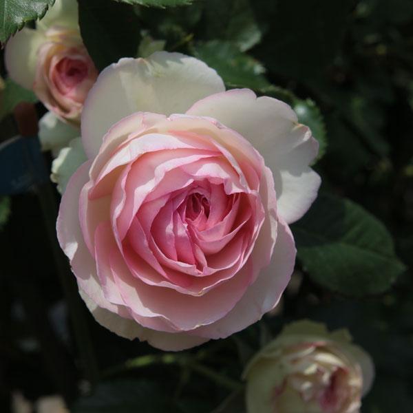 ピエール・ド・ロンサールはつるバラの中でも最も人気の高い品種です。クラシカルな花形と繊細な色合いが調和したとても美しいバラ。ボリュームのある大輪花ながら、春は株を包み込むようなすばらしい花付きです。「バラの詩人」と呼ばれた16世紀フランス詩...