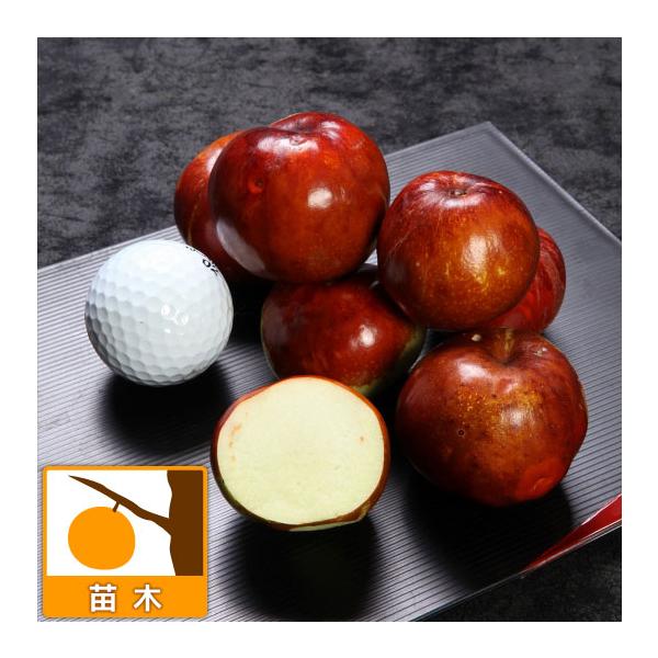 中国四千年の歴史より発見された幻の秘果、食べるクスリと呼ばれる超巨大果のナツメです。栽培は簡単！ぜひ自分で育てた実を食して下さい。正式名は大雪ナツメで、ナツメ種の中でタマゴよりも大きい一番の巨大果。果重は20〜40g、最大で50〜100gに...