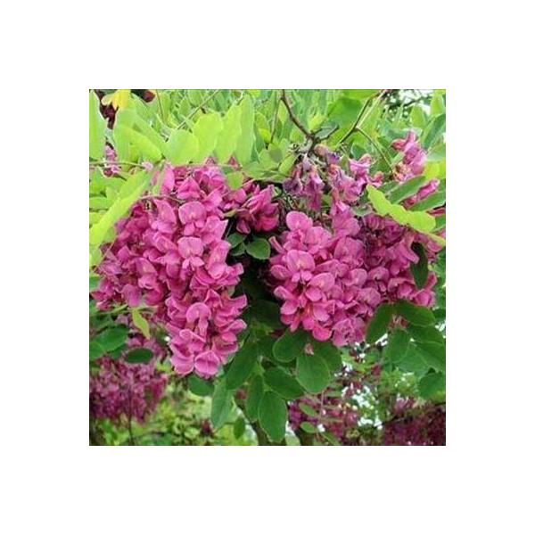 カスクルージュ庭木や街路樹に人気のニセアカシア（ハリエンジュ）。黄花種が一般的ですが、カスケードルージュは紫紅色の花が多数垂れ下がり、美しい品種です。花付がよく、樹形は太性できれいにまとまります。性質頑強で痩せ地によく生育するため、庭木に最...