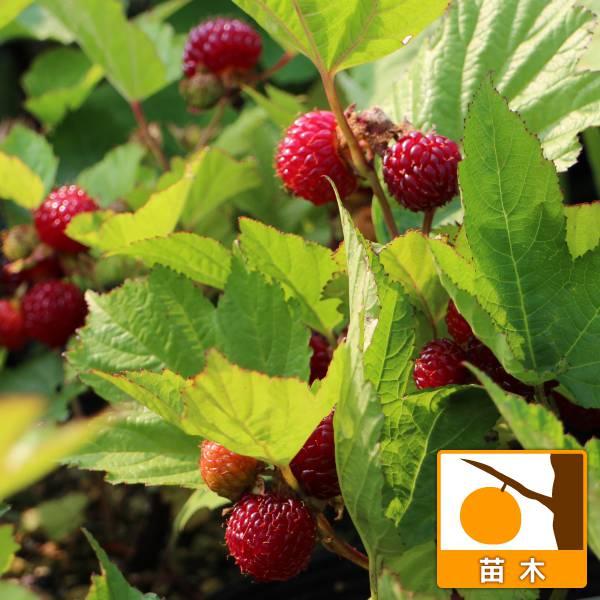 樹勢が強く豊産性のラズベリー。直立性で幹も太くなるので、支柱がなくても倒れず、鈴なりに実がなります。果実は中粒で、酸味がなくてとても甘く、とげも小さく、強健で育てやすい品種です。収穫期は5月下旬〜6月中旬頃です。※詳しい商品説明は下のほうに...