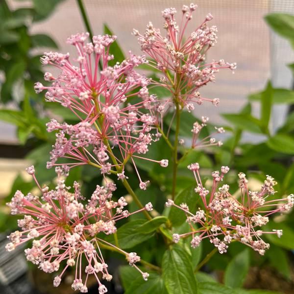 セアノサスはカリフォルニアライラックという名前で人気の低木です。小さな花が集まって、5cmくらいの花穂を形成し、ライラックのような可憐な姿です。パールローズはサーモンピンクの小さな花がたくさん集まり、ふんわりとした花穂を作ります。鉢植えで育...