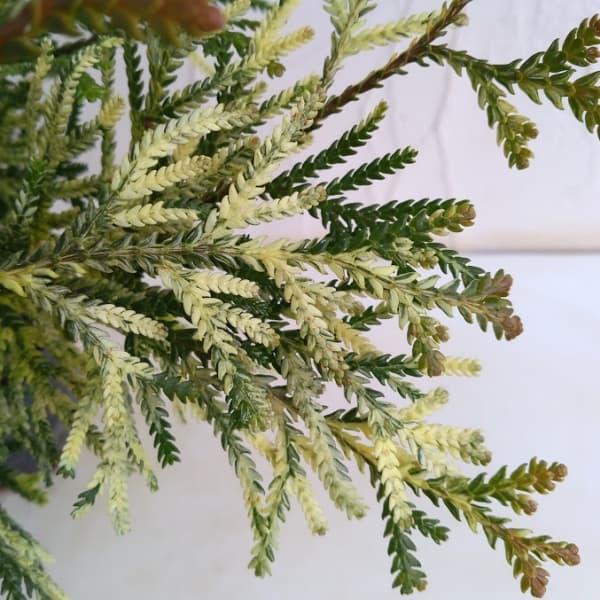 ヒノキアスナロ（青森ヒバ）は本州、四国、九州に分布する日本固有の常緑針葉樹アスナロの変種で、アスナロよりも北方に分布します。青森ヒバは日本三大美林の一つとされています。良質な材木として利用され、枝葉から抽出されたオイルはアロマテラピーなどに...