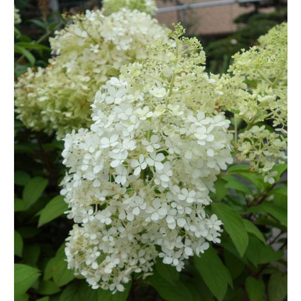 ノリウツギはアジサイの一種、日本原産の初夏の花です。ミニ　ホイップ（ボボ）は樹高や幅がコンパクトにまとまるわい性の最新品種。花が大きく見ごたえがあり、円錐状の花穂がまとまって咲く姿は見事です。白色から咲き始め、やがて秋になる頃に薄いピンク色...