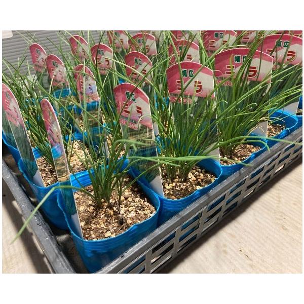 ニラは一度育てれば同じ株から10年くらいは繰り返し収穫できる便利な野菜です。収穫後は傷みやすいので、必要な都度収穫できる家庭での栽培にはおすすめの品種。とりたての風味は格別です。英国ではチャイブと同様にハーブの1種として扱われ、サラダやスー...