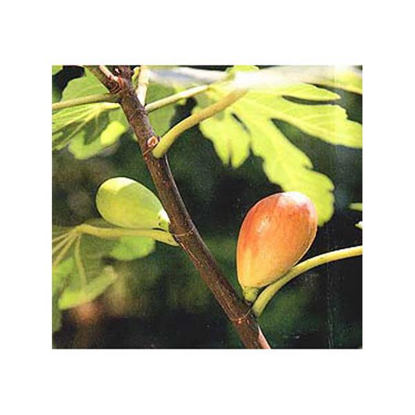 ホワイトゼノア（White Genoa）は明治時代に日本に導入されたイチジクで、アメリカではケーキ用品種として有名です。耐寒性の強い品種です。糖度は高く、芳香がかなり強いです。果重60〜80g、果形は短〜長卵型、果皮は黄緑色で、肉質は粘質、...