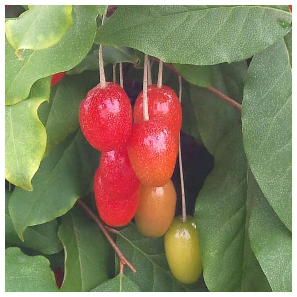 グミの中でもとりわけ実の大きい夏グミ（初夏に収穫する品種）で、おいしい品種です。甘い小さな実が鈴なりになり、生食、グミ酒に利用します。生垣や庭木としても利用できます。グミは自家結実性はありますが、1本では実つきは少なめです。異なる品種を近く...