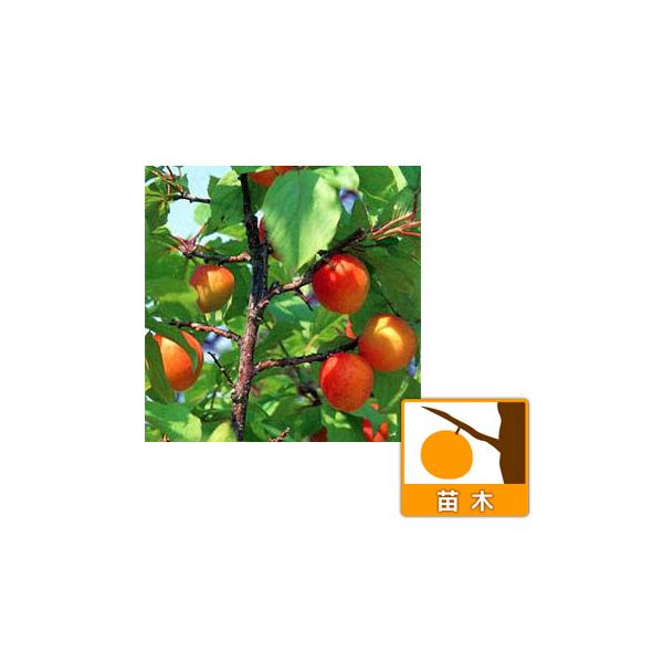 メスレーは卵円形の果実で、1個40〜60gです。果皮は暗紅色、果肉は紅色。収穫は6月下旬〜7月上旬です。樹勢が強く豊産性で、家庭で栽培しやすい品種です。※詳しい商品説明は下のほうに記載があります