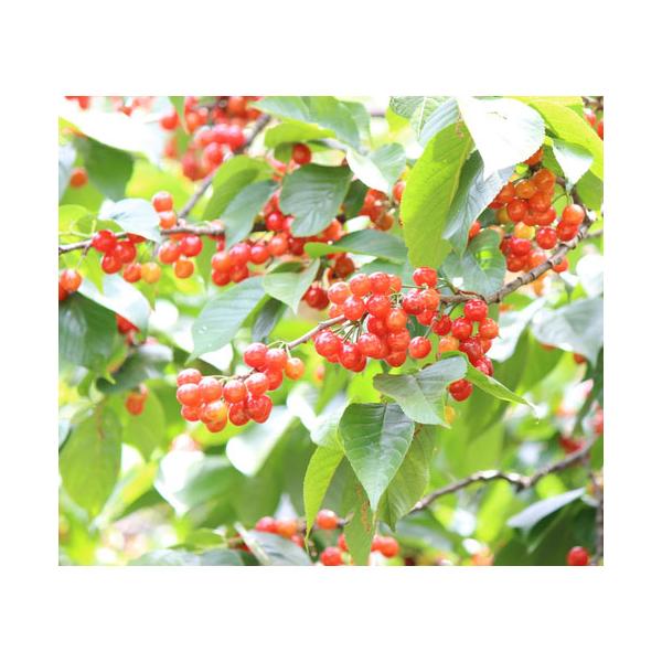 さくらんぼは一般に夏の高温多湿が比較的苦手なのですが、暖地桜桃は特に暖かい地域で結実性が高いタイプ。実は小粒ですが、毎年よくなり、鈴なりになります。自家結実性がありますので、1本でも植えられます。また、鉢植え栽培もできます。※詳しい商品説明...