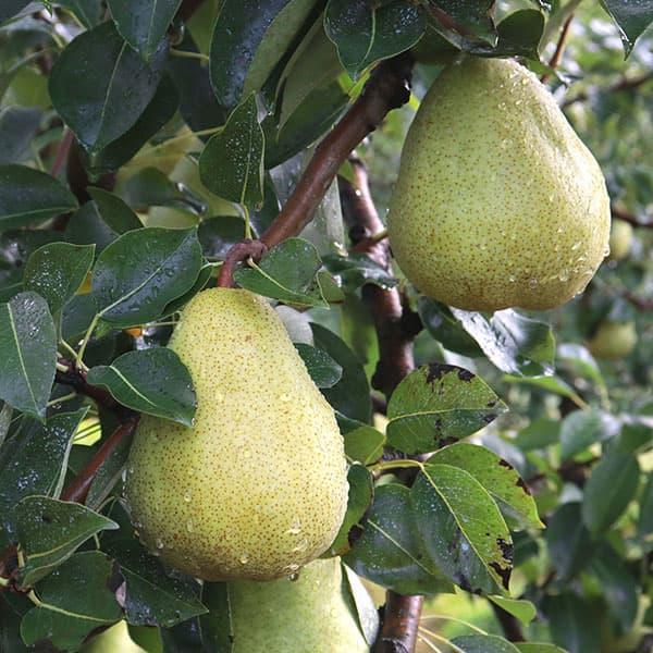 シルバーベルは西洋梨のなかでも大玉で、果重は400〜500gです。豊産性で味は濃厚、ジューシーで香気たかくおいしい品種です。ラフランスの交雑実生品種です。収穫期は10月中旬〜下旬、貯蔵性に優れ、12月末まで貯蔵できます。異品種受粉ですので、...