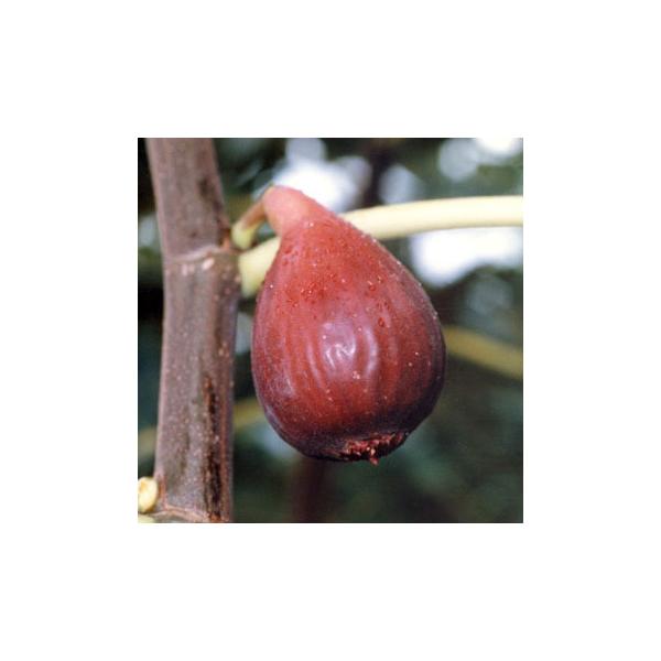 ドーフィン(Dauphine)は甘みが多く豊産性の大実品種。夏秋兼用種ですが、夏果をつけると秋果の肥大が劣るため、秋果専用栽培にしたほうがよいでしょう。暖地向きで実が大きい品種です。過湿と寒さに弱いので、暖かい場所で管理してください。収穫期...