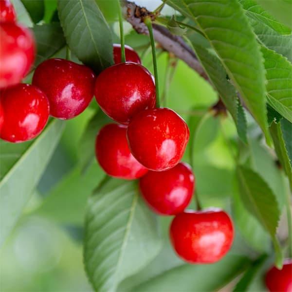 桜桃　紅秀峰（べにしゅうほう）はポスト佐藤錦と評判のさくらんぼの優良品種です。佐藤錦と天香錦の交配品種。糖度20度と最高の甘味を持ち、果重は約10gと大玉で、緻密でしっかり実がしまっており、つややかな赤い宝石のよう。豊産性で品質・外観に優れ...
