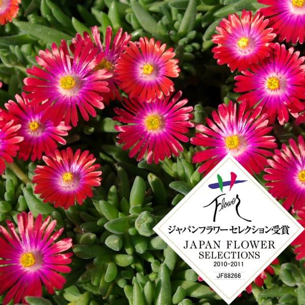 砂漠の中に宝石のきらめきをみつけた・・・砂漠の宝石。四季咲き性！乾燥に強い！横に広がる草姿で開花期が長く、3月頃からの春の日差しをあびながらキラキラと咲き続けます。耐寒性、耐暑性を持っている上に急激な広がり方をしないので、石組みの植え込みな...