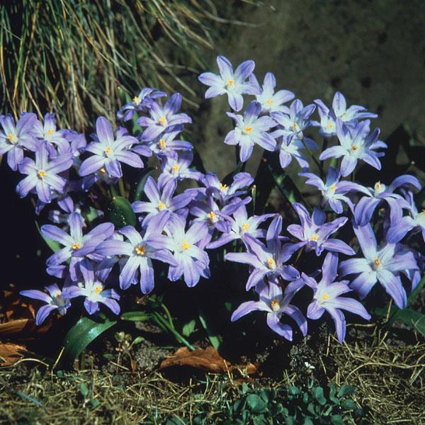 チオノドクサは草丈15センチほどで、かわいい花を沢山咲かせるミニ球根植物。たいへん人気があります。花期が20日間もあるので、春の庭を長く彩ります。きわめて耐寒性が強く、植え放しで良く育つのも魅力。早ければ雪解けとともに愛らしい花を咲かせます...