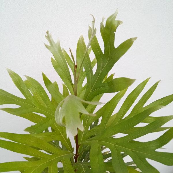 ホワイトオーク・春〜初夏に細長い白花を咲かせる珍しいグレヴィレア グレヴィレア属は主にオーストラリアに250種が分布する常緑低木です。花の形と葉の切れ込みに特徴があり、非常に美しい花が咲きます。ベイリアナは春から初夏にかけて細長いブラシ状の...