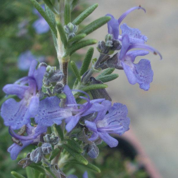 モーツアルトブルーは半ほふく性のローズマリーで、最も濃い紫花。大きめな鉢で栽培すると開花時に見事です。ハンギングバスケットにも適しています。弱耐寒性（―10度まで）なので、鉢植えで冬は軒下など、寒風のあたらない場所においてください。※詳しい...
