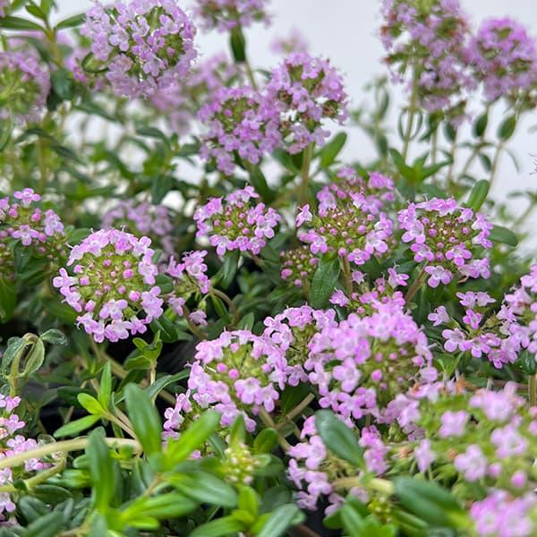 クリーピングタイムは、ハーブのタイムの仲間でほふく性の品種。主にグランドカバーとして利用されます。マザーオブタイムとも呼ばれます。細かな葉を密に茂らせ、たくましく広がっていき、雑草の生育を抑制する効果があります。初夏にピンクのポンポン状の花...