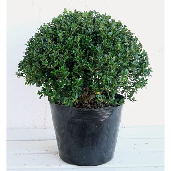 和風庭園や玄関の植栽に、あるいは大きな鉢に植えて洋風にもお楽しみいただける、キンメツゲの玉仕立てです。濃い緑色の葉が密生し、年間を通して美しく鑑賞できます。キンメツゲはイヌツゲの園芸品種で、黄金色の新芽が美しく光沢があります。雄木のため実が...