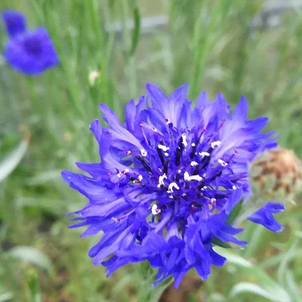 ハーブとして利用されるヤグルマソウです。花びらを紅茶に混ぜると、とても良い香りです。花びらだけを使ってサラダに散らしたり、料理の皿に飾ったり、ハーブティーに浮かべるなどしても楽しめます。ドライにしても色が褪せないので、リースやポプリにおすす...