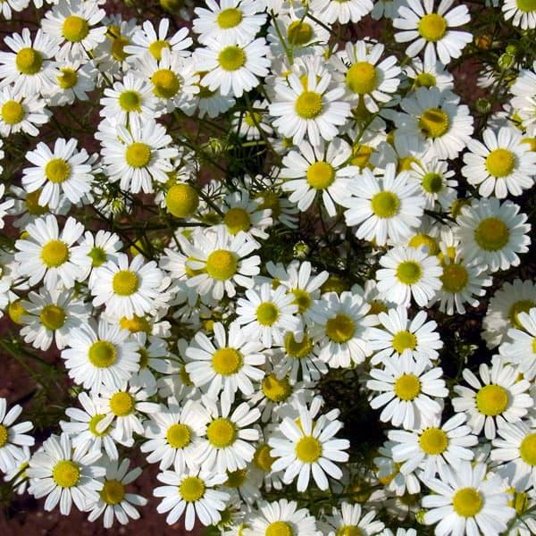 カモミールの花にはリンゴやパイナップルに似た甘い香りがあり、ハーブティーやお菓子の香りづけによく利用されています。また、コンパニオンプランツとしても利用でき、植物の生育をよくし、弱った植物にも活力を与えてくれます。タマネギと混色することによ...