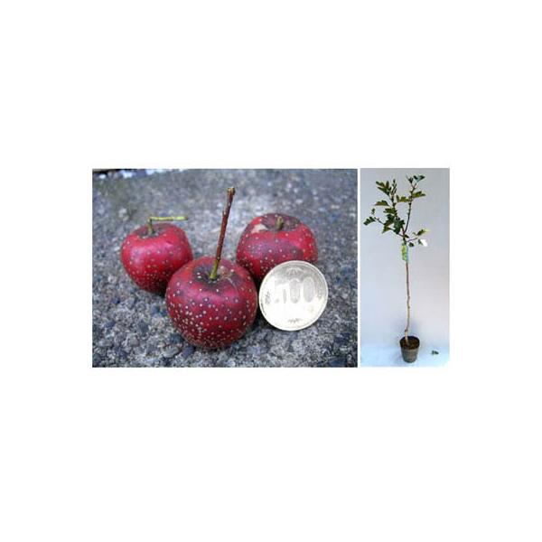 健康果樹として話題の品種。中国では生食される、500円玉大の大実サンザシです。酸味が少なく、消化作用・整腸・二日酔いに効果的です。実を干して貯蔵し、肉類を煮るときに果実を2〜3個加えるとやわらかくなります。また、ジャムにしてもおいしく食べら...