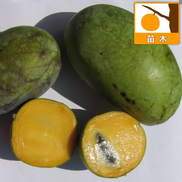 ★入荷から日数が経ったためセール価格となりました。商品の状態は画像と異なる場合があります。★ピーターソンポポーはポポー育種の先駆者、アメリカのニール・ピーターソン氏が生み出した最新ポポー。タネは少なく、食べごたえ抜群のシリーズです。バンレイ...