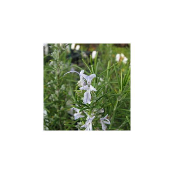 ローズマリーは、地中海沿岸原産の常緑低木で、葉にさわやかな香りのがあり、古くから暮らしに利用されています。ハーブとして料理や香料に使われるだけでなく、年間を通して細かな美しい葉を茂らせるのでガーデニングにもぴったり。花壇や鉢植え、建物周りの...