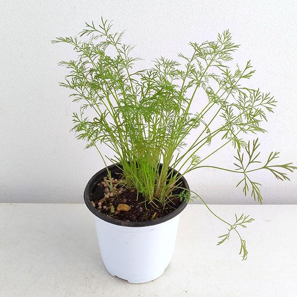 クッキングハーブ：ディルは昔から魔除けの洗眼剤など使われてきました。また、ヨーロッパでは魔女のほうきに使われたという言い伝えもあります。軽く辛みおある葉は魚料理やピクルスなどと相性がよく、スープ・サラダ・パン・カレーなどにも広く利用できるハ...