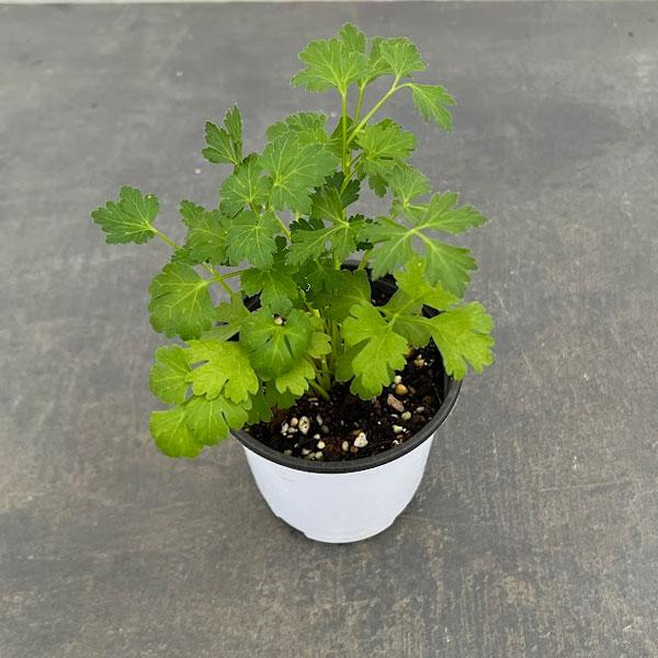 ★入荷から日数が経ったためセール価格となりました。商品の状態は画像と異なる場合があります。★料理で大活躍のハーブです。イタリアンパセリは平たい葉が特徴で、ビタミンＡやＣ、鉄分を多く含んでいるハーブです。ハーブバターや卵料理、サラダ、スープな...