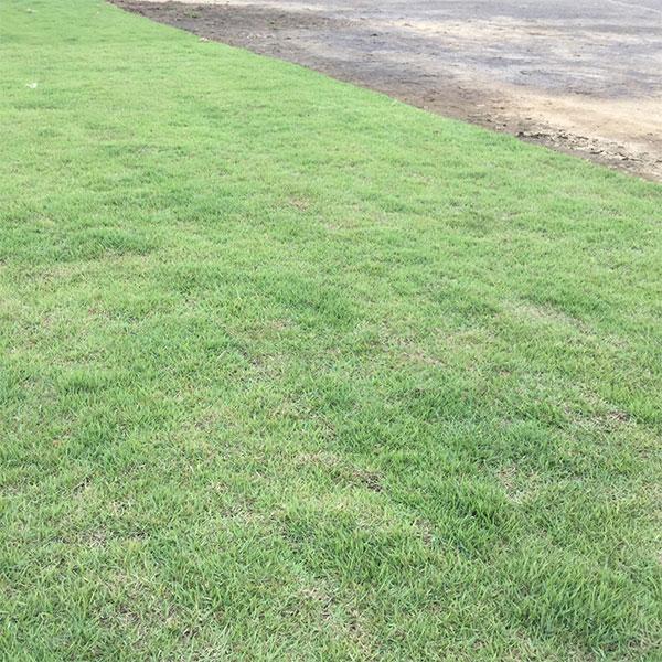 スポーツターフ用（業務用）のノシバ（日本芝）の種です。※詳しい商品説明は下のほうに記載があります